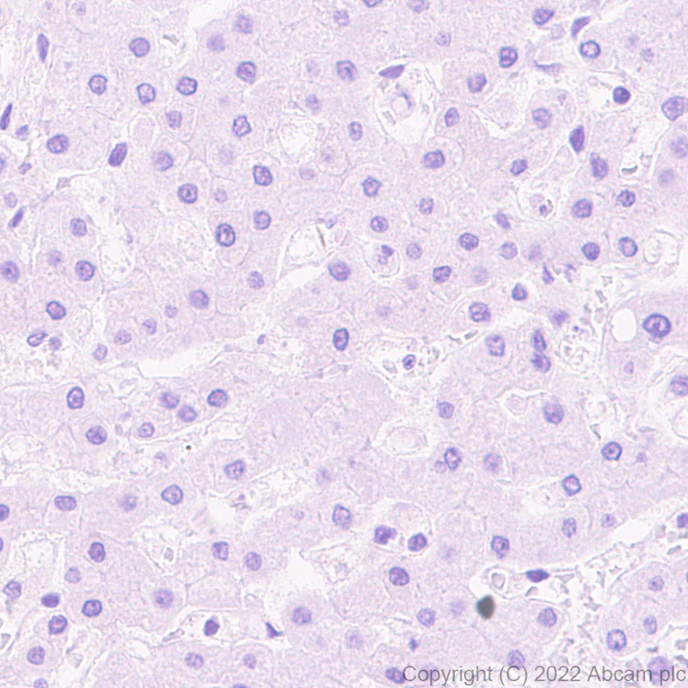 Anti-Titin antibody [EPR26167-75] (ab307446) | Abcam