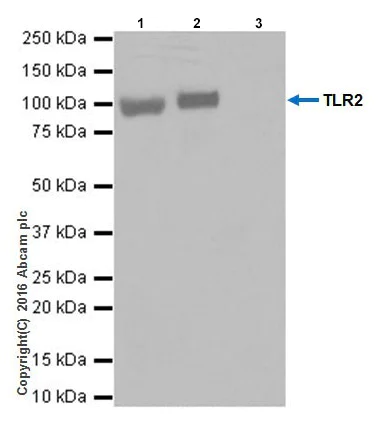 Anti-TLR2 antibody [EPR20303] - Low endotoxin, Azide free (ab223545) | Abcam