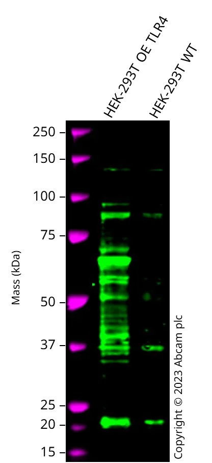 Anti-TLR4 antibody - rabbit polyclonal (ab13556) | Abcam