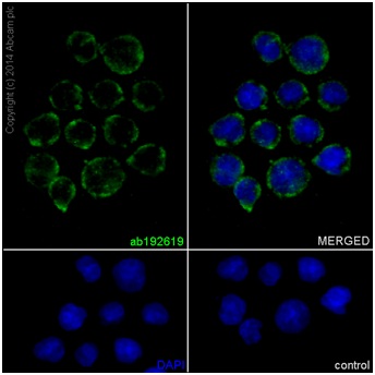 Anti-TLT-1 antibody [EP15294] (ab192619) | Abcam