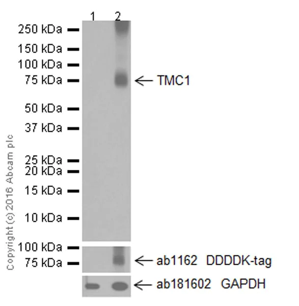 Anti-TMC1 antibody [EPR19527] (ab199949) | Abcam