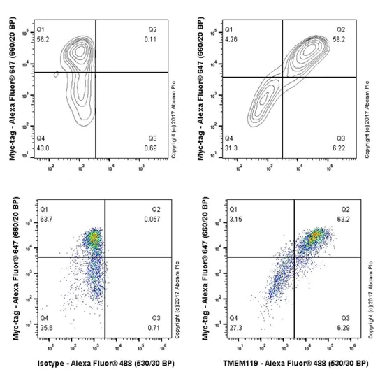Anti-TMEM119 antibody [106-6] - Microglial marker (ab210405) | Abcam
