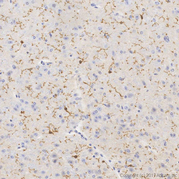 TMEM119抗体[28-3] - Microglial marker (ab209064)| Abcam中文官网