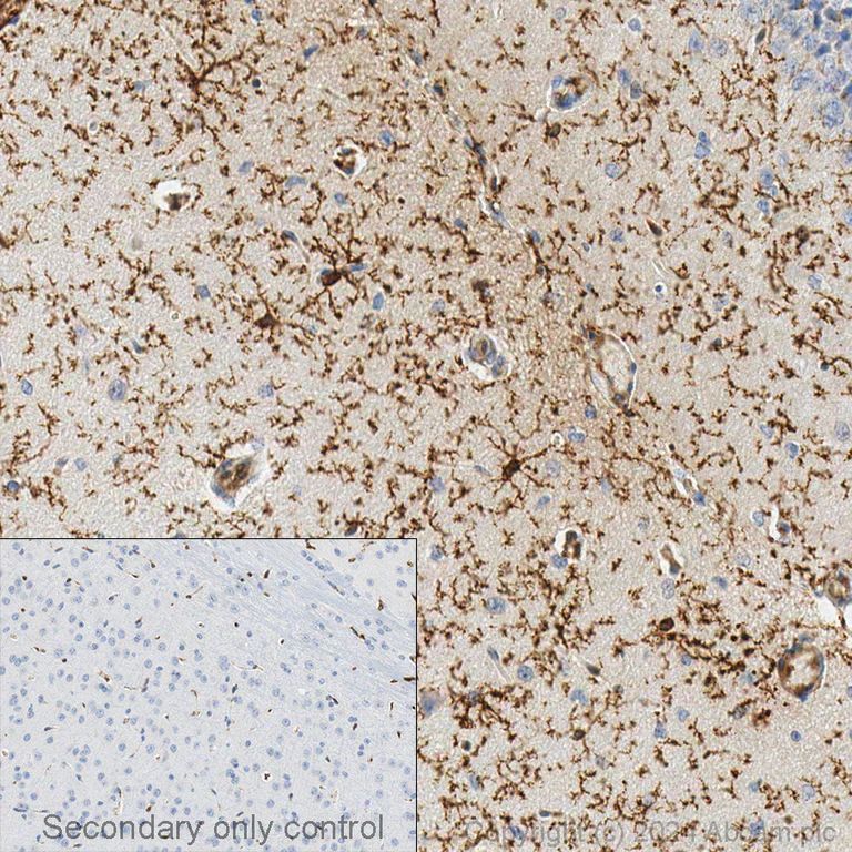 Anti-TMEM119 antibody [28-3] - microglial marker (ab209064) | Abcam