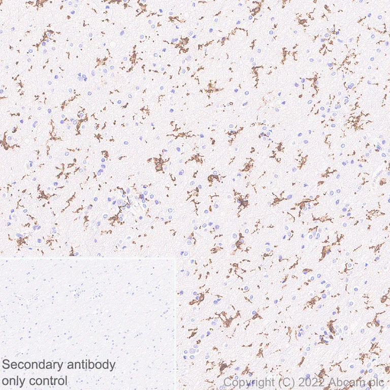 Anti-TMEM119 antibody [EPR25865-89] - Microglial marker (ab306583) | Abcam