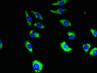Anti-TMEM19 antibody (ab236852) | Abcam