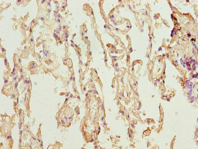 Anti-TMEM19 antibody (ab236852) | Abcam