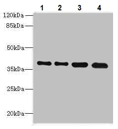 Anti-TMEM19 antibody (ab236852) | Abcam