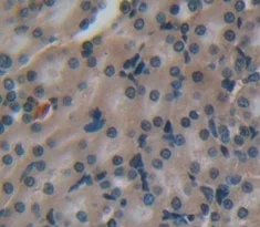 Anti-Tmem27 antibody (ab233531) | Abcam