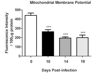 TMRE-Mitochondrial Membrane Potential Assay Kit (ab113852) | Abcam