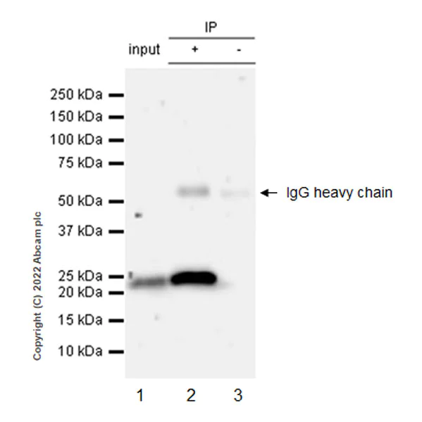 Anti-TMS1/ASC antibody [EPR28201-61] - BSA and Azide free (ab307561 ...