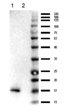 Anti-TNF alpha antibody (ab34674) | Abcam