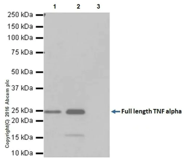 TNFA antibody [EPR19147] - recombinant (ab183218) | Abcam