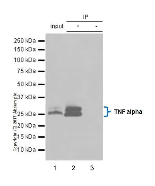 Anti-TNF alpha antibody [EPR20972] (ab215188) | Abcam