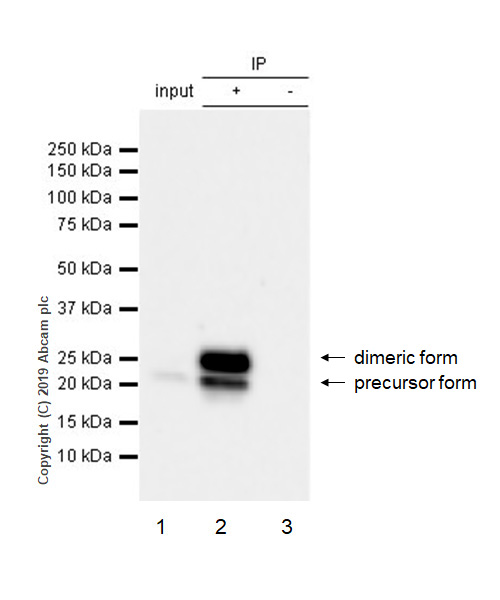 Anti-TNF alpha antibody [EPR21753-109] (ab205587) | Abcam