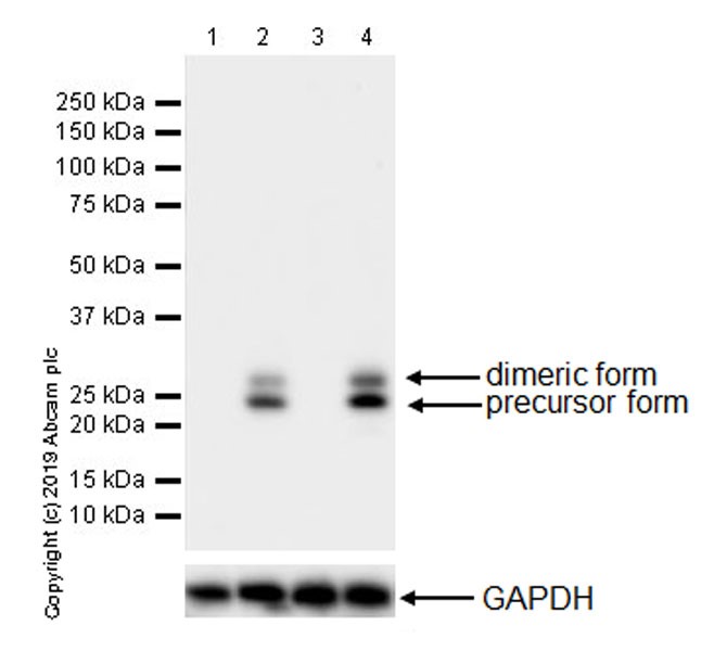 Anti-TNF alpha antibody [EPR21753-109] (ab205587) | Abcam