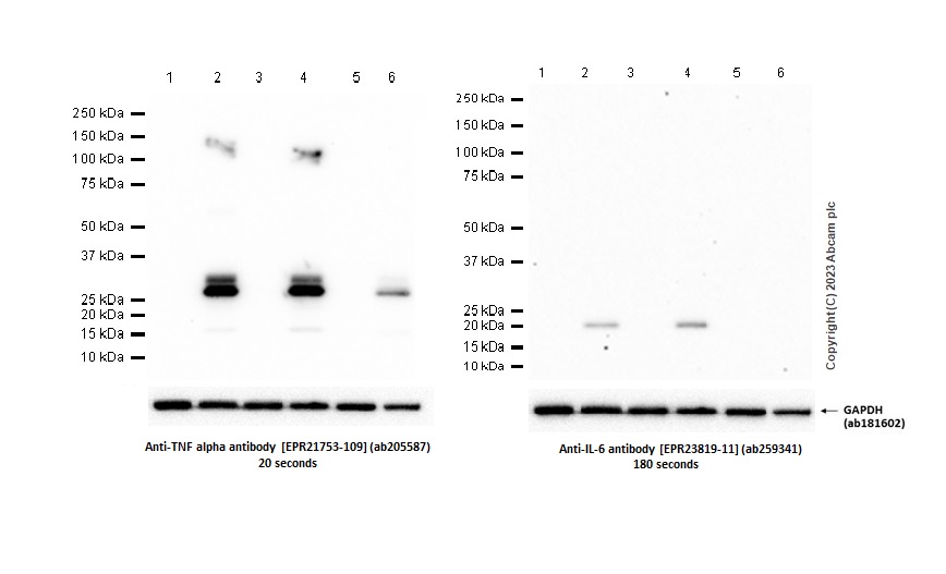 Anti-TNF alpha antibody [EPR21753-109] (ab205587) | Abcam