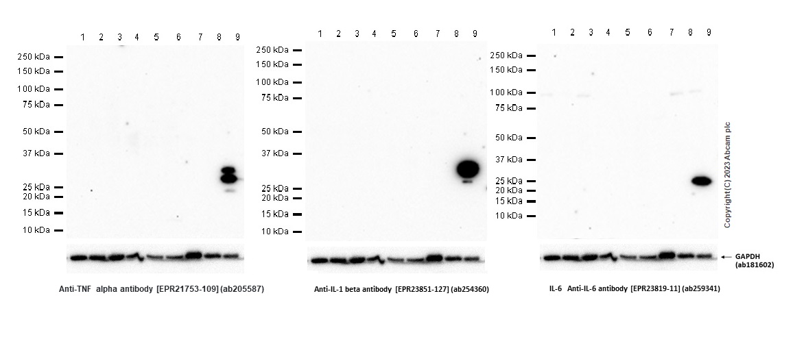 Anti-TNF alpha antibody [EPR21753-109] (ab205587) | Abcam