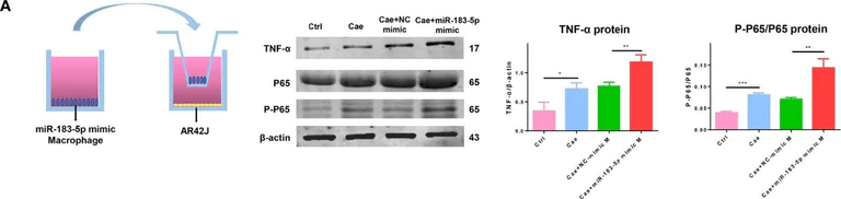 Anti-TNF alpha antibody [EPR21753-109] (ab205587) | Abcam