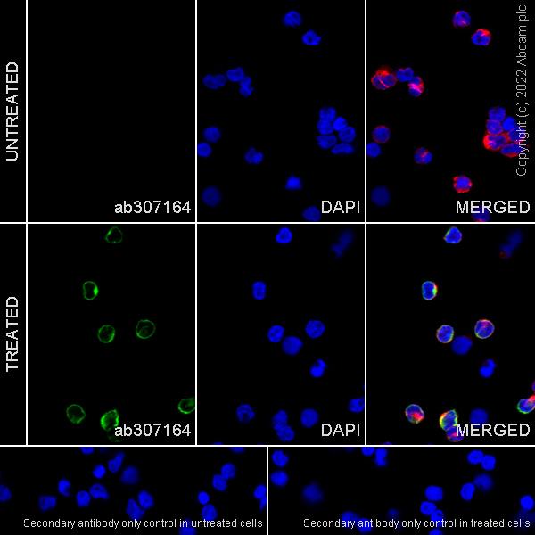 Anti-TNF alpha antibody [RM1005] - BSA and Azide free (ab307165) | Abcam