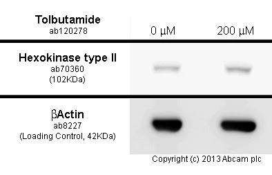 Tolbutamide, K+ channel blocker (CAS 64-77-7) | Abcam