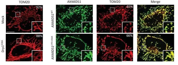 TOMM20抗体[EPR15581-39] - Mitochondrial Marker (ab186734)| Abcam中文官网