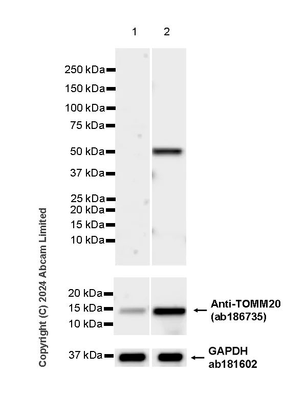 TOMM20抗体[EPR15581-54] - Mitochondrial Marker (ab186735)| Abcam中文官网
