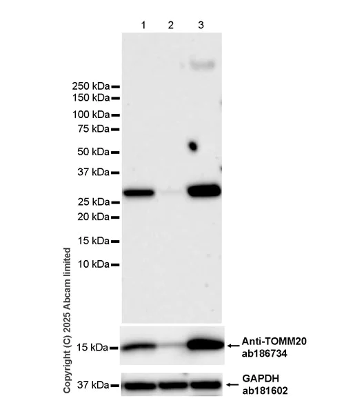 Anti-TOMM20 antibody [EPR15581-54] (ab186735) | Abcam