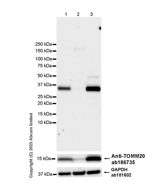 TOMM20抗体[EPR15581-54] - Mitochondrial Marker (ab186735)| Abcam中文官网