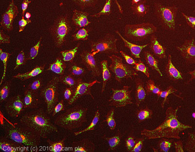 Anti-TOMM22/TOM22 antibody [4G4] (ab57523) | Abcam