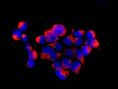 Anti-TOMM22/TOM22 antibody [EPR13505] - BSA and Azide free (ab250125 ...