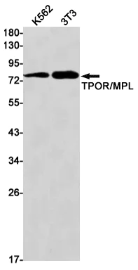 Anti-TPOR/MPL Antibody [S03-1C9] (ab317404) | Abcam