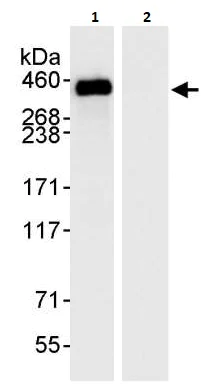 Anti-TPR antibody (ab264152) | Abcam
