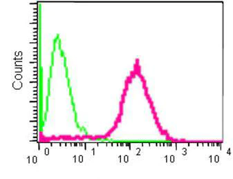 Anti-TPT1L + TCTP antibody [EPR13882(B)] - BSA and Azide free (ab250615 ...