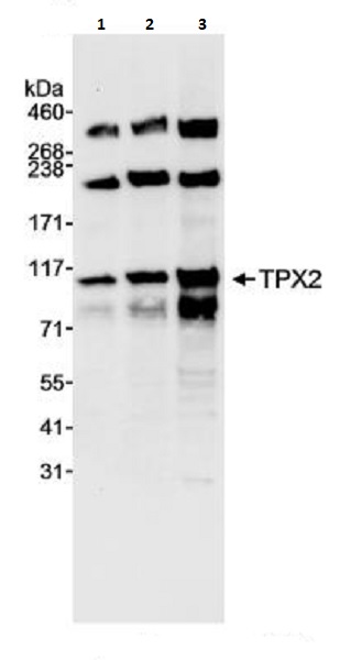 Anti-TPX2 antibody (ab264124) | Abcam