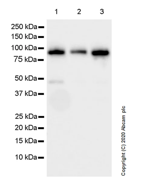 Anti-TPX2 antibody [EPR23180-4] (ab252945) | Abcam