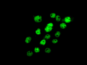 Anti-TRA2B/SFRS10 antibody [EPR11831] (ab171082) | Abcam