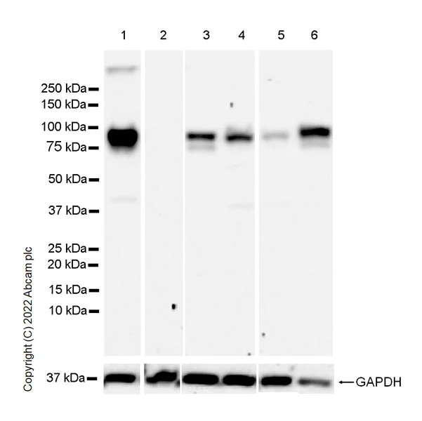 Anti-Transferrin Receptor antibody [2/Transferrin] (ab300657) | Abcam