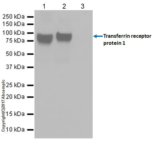 Anti-Transferrin Receptor antibody [EPR20584] (ab214039) | Abcam