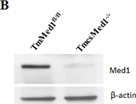 Anti-TRAP220/MED1 antibody (ab64965) | Abcam