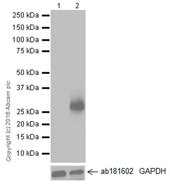 Anti-TREM2 antibody [EPR20243] (ab209814) | Abcam