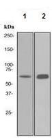 Anti-TRF2 antibody [EPR3518(2)] (ab108932) | Abcam