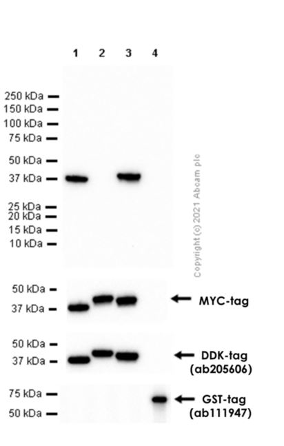 Anti-Tropomyosin 1 (alpha) + Tropomyosin 3 antibody [EPR5159] - BSA and ...