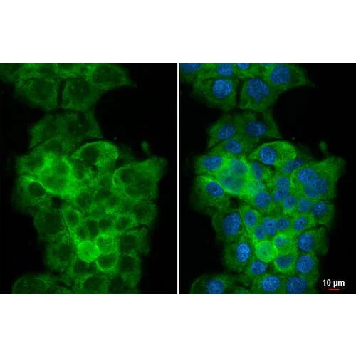 Anti-Tryptophanyl tRNA synthetase antibody [HL2186] (ab317156) | Abcam中文官网