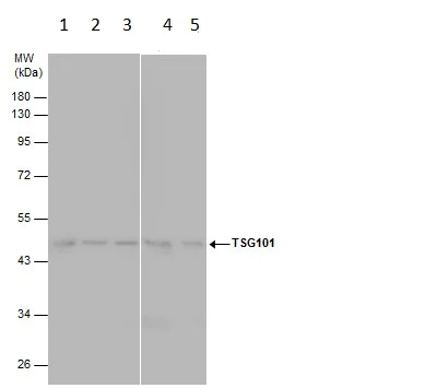Anti-TSG101 antibody [4A10] - Carrier free (ab83) | Abcam