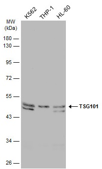Anti-TSG101 antibody [4A10] - Carrier free (ab83) | Abcam