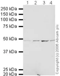 Anti-TSG101 antibody [4A10] - Carrier free (ab83) | Abcam