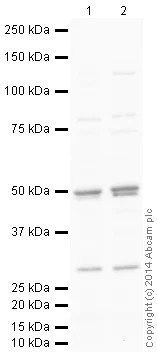 Anti-TSG101 antibody (ab30871) | Abcam