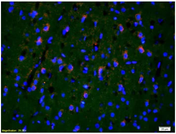 Anti-TSH Receptor/TSH-R antibody (ab202960) | Abcam