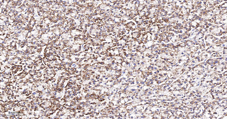 Anti-TSPO antibody [12B8] (ab326712) | Abcam中文官网